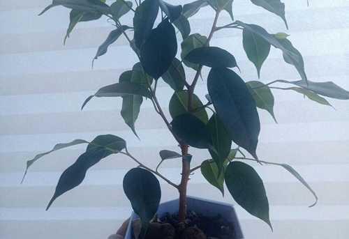 Фикус бенджамина темно-зеленый (взрослое растение)