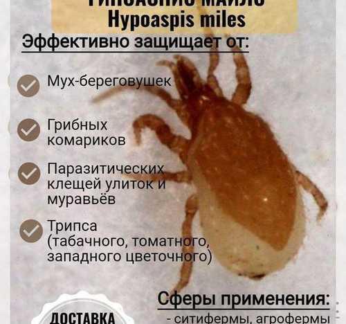 Гипоаспис майлс (Hypoaspis miles)