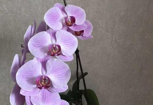 Орхидея Бостон