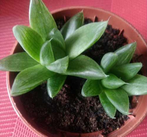 Хавортия (Haworthia Cymbiformis) Льдевидная