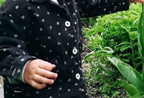 Zara джинсовая куртка