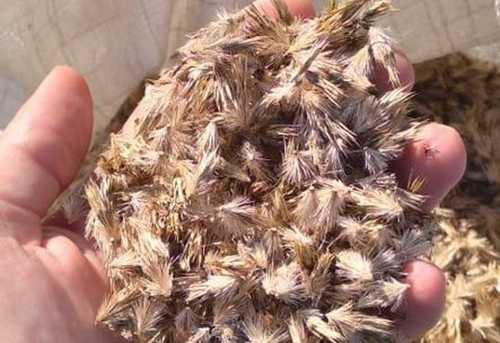 Семена мордовника шароголового