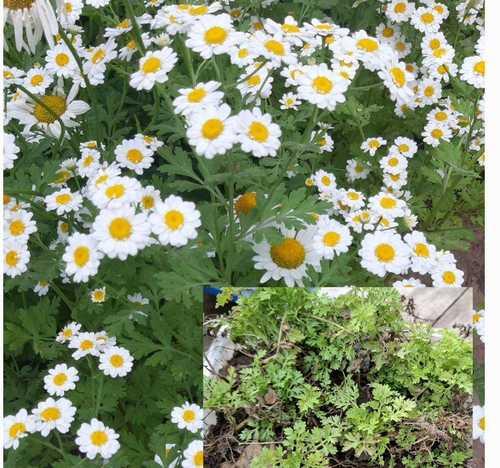 Ромашки (Матрикация)