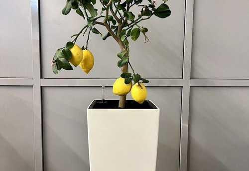 Лимонное дерево в кашпо lechuza H 150