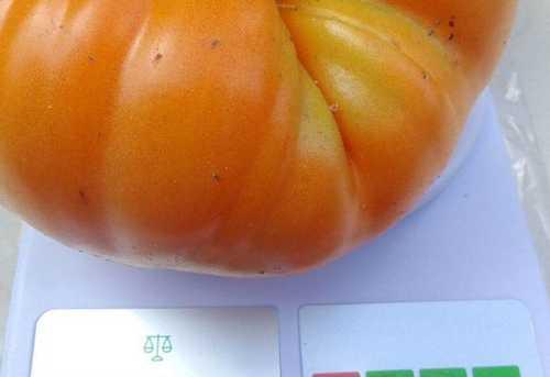 Семена и рассада томата бизон оранжевый