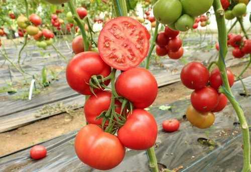 Семена томатов онега Гибрид
