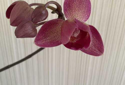Орхидея фаленопсис пелорик. Цветет