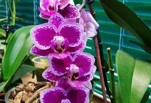 Орхидея мультифлора Chia E Yenlin
