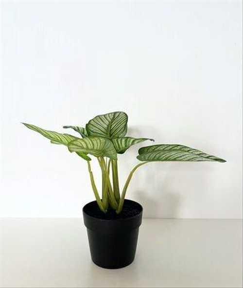 Искусственное растение «аглаонема» (IKEA)