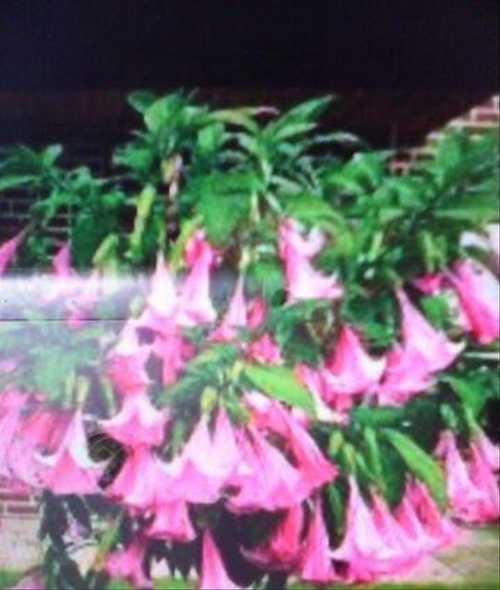 Бругмансия (Вrugmansia ) - многолетнее растение