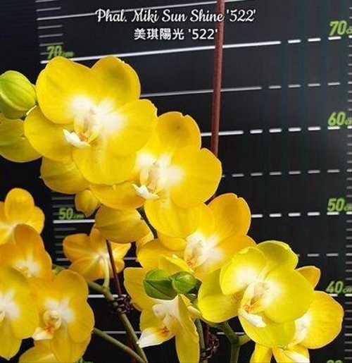 Орхидея Фаленопсис Miki Sun Shine '522'