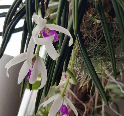 Орхидея Лептотес (leptotes bicolor)