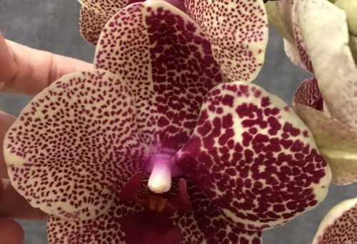 Орхидея фаленопсис Рэд Сезам