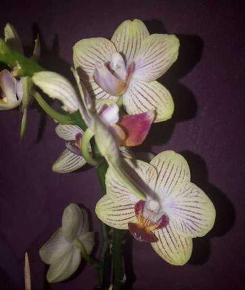 Орхидея фаленопсис -миди