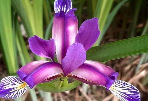 Ирис Спуриа орхидеевидный