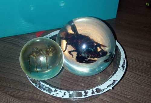 Большой чёрный скорпион и паук в стеклянном шаре