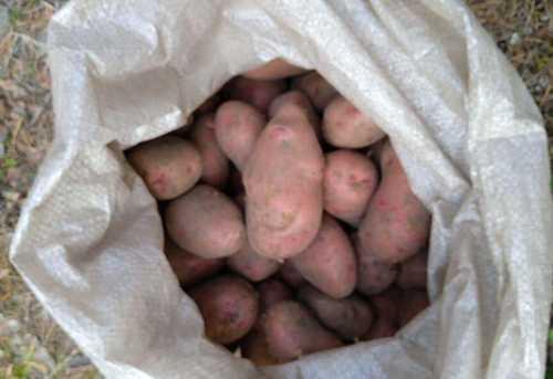 Картофель, свежий урожай