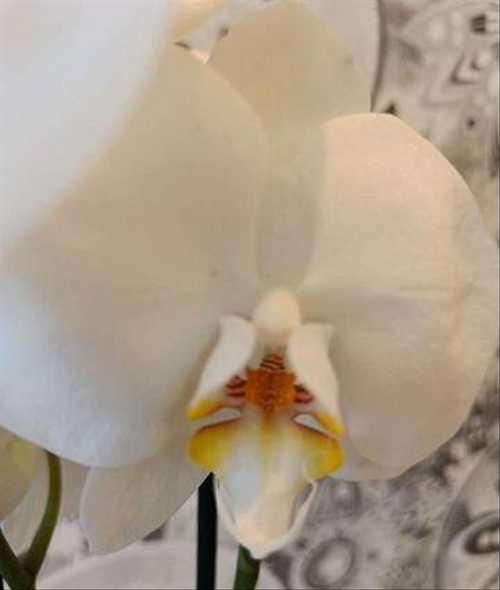 Орхидея фаленопсис цветёт два цветоноса