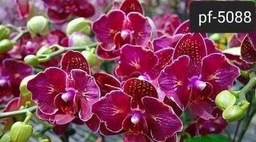 Орхидея фаленопсис бабочка не цветущая