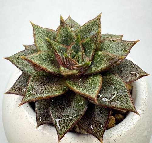 Echeveria Purpusorum 'Dionysos' суккулент