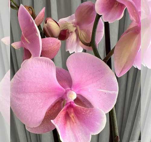 Орхидея фаленопсис