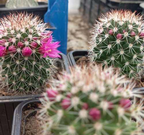 Кактус Mammillaria albilanata в Георгиевске