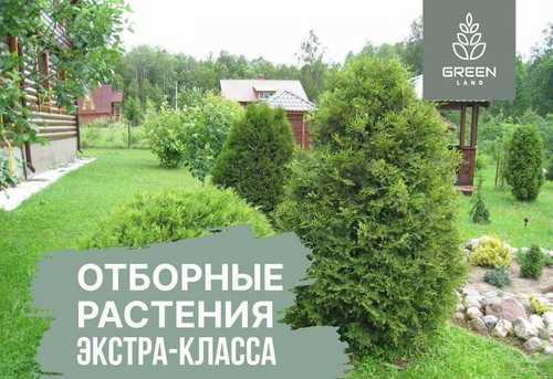 Туя Вудварди шаровидная