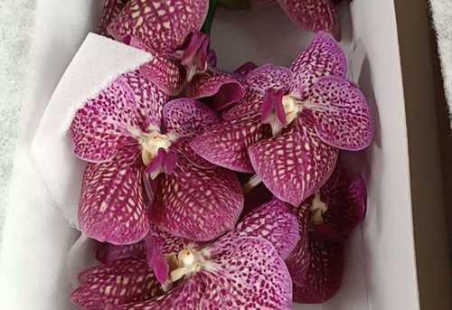 Цветок Орхидея