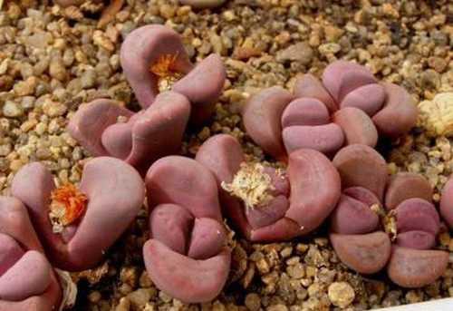 Семена Lithops meyeri cv. Hammeruby SB1125