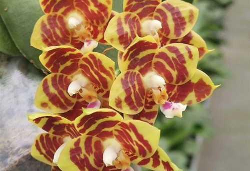 Орхидея фаленопсис PF-1227