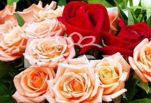Розы Цветы Букеты 25 151 201 101 301 501 опт