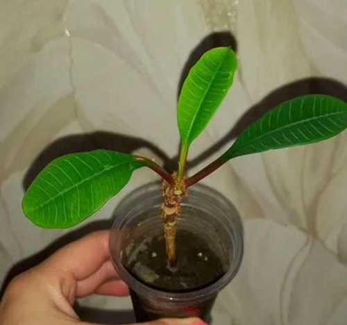 Молочай
