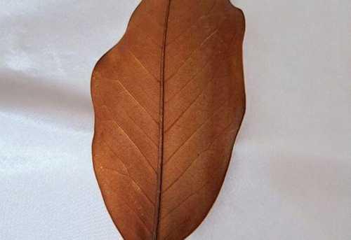 Листья магнолии, сухие, для декорации