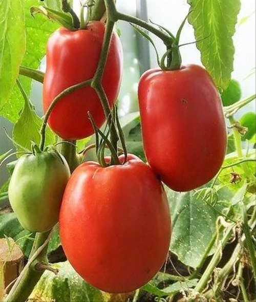 Семена минусинских томатов. Минусинские стаканы