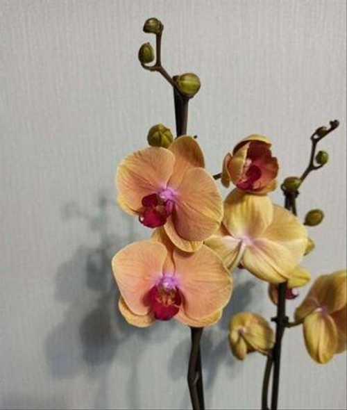 Орхидея фаленопсис Карибская Мечта, 2 ствола