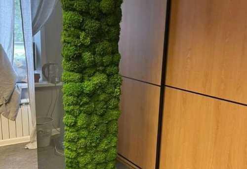 Вечно зеленый натуральный мох для декора помещений