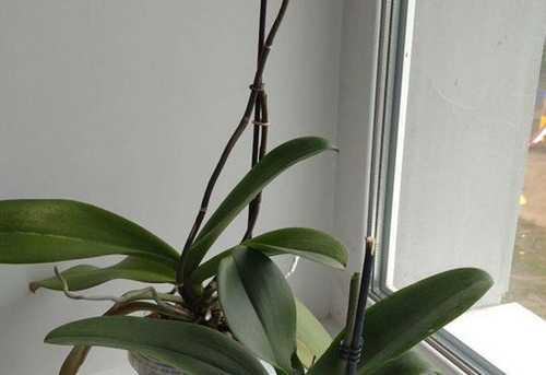Орхидея фаленопсис набором