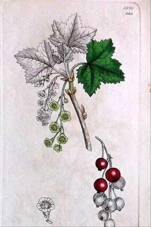 22 Антикварные гравюры Sowerby Ботаника Англиия