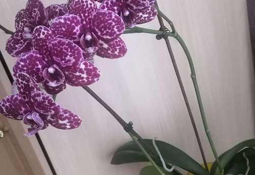 Орхидея фаленопсис Дикий кот. Домашнее цветение
