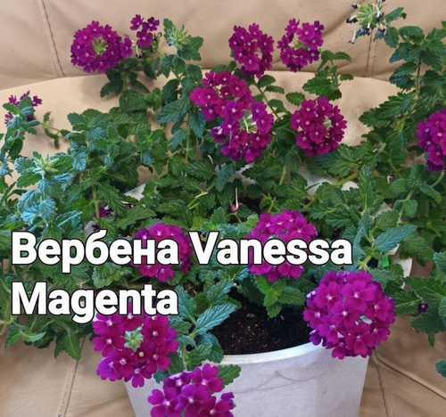 Вербена вегетативн.Vanessa Magenta,Empress Sun Red