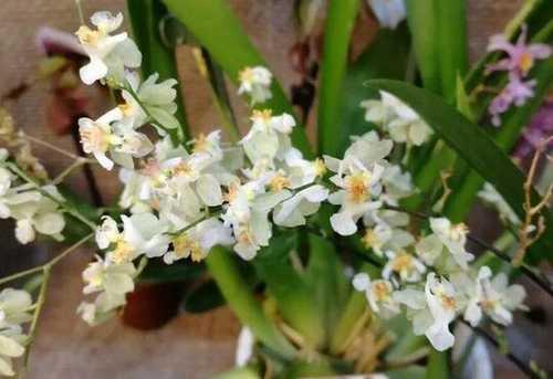 Онцидиум орхидея делянки