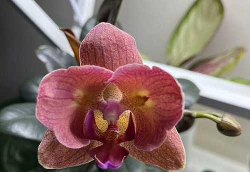Орхидея фаленопсис Chialin Rainbow
