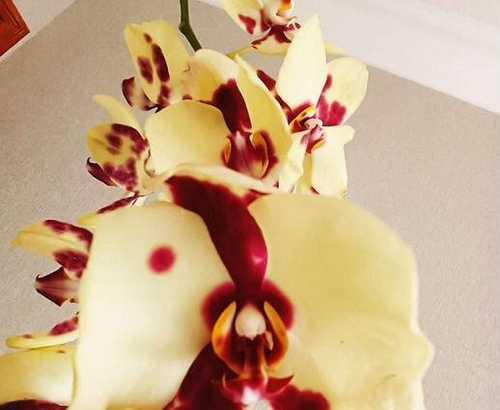 Орхидея жёлтая цветущая, высокая