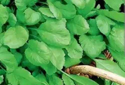 Кресс салат крупнолистовой Здоровяк семена 20 шт