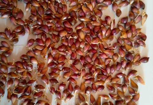 Семена чеснока - бульбочки