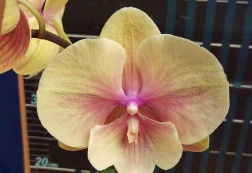 Орхидея Phal. LH1086-8 item- 1086- biglip