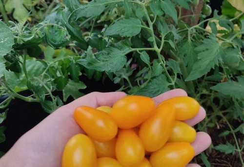 Семена комнатных томатов