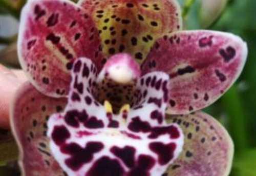 Орхидея цимбидиум Magic vogel