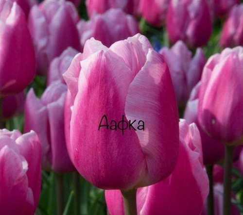 Луковицы тюльпанов Аафка