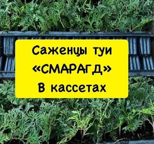 Саженцы туи Смарагд опт